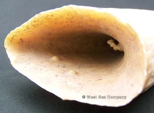 Authentic Sperm Whale Tooth